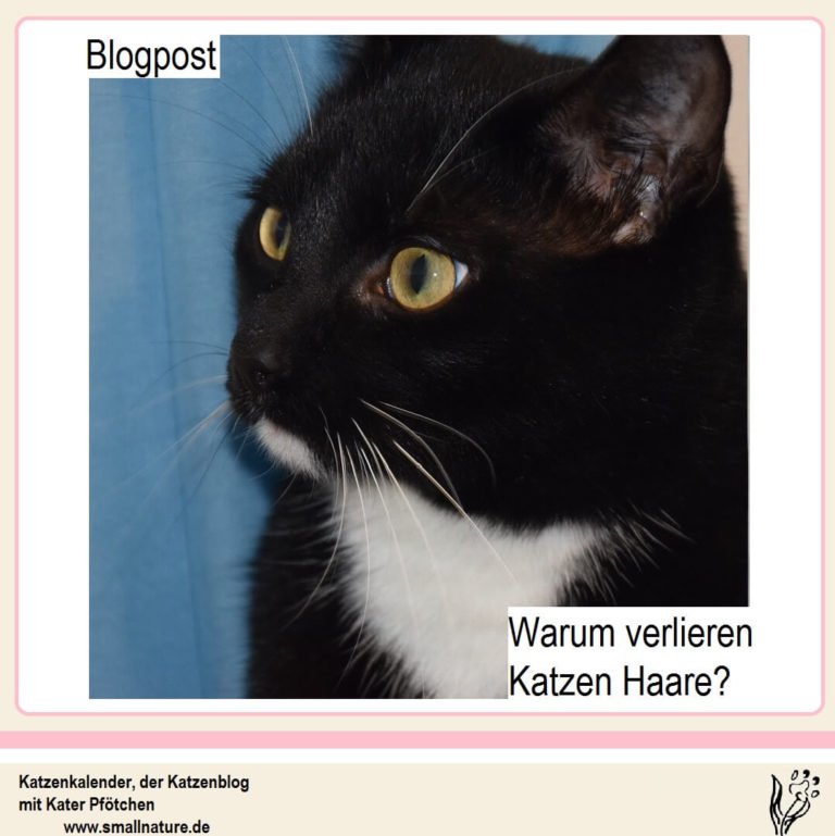 Mobiler Katzenfriseur In Der Nahe